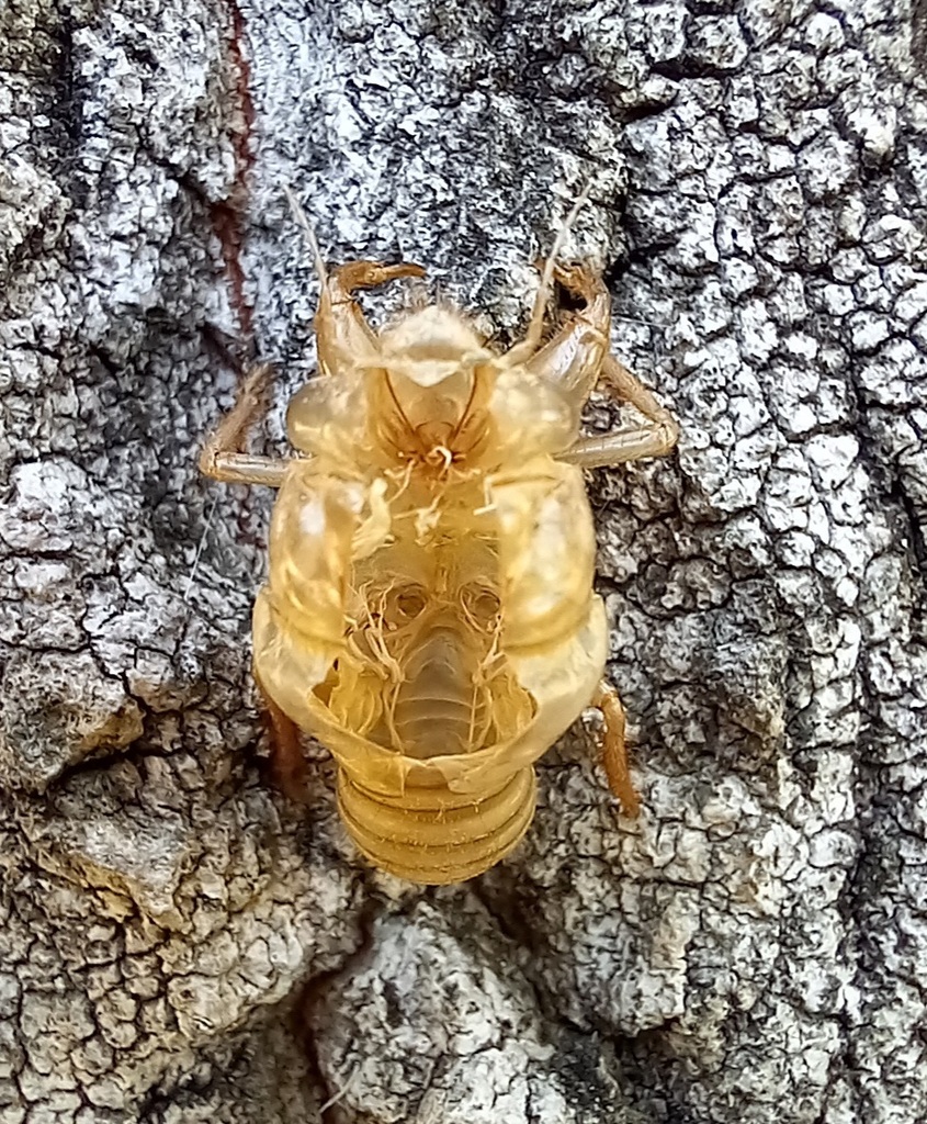 Ash Cicada from Escola Secundária José Gomes Ferreira on July 2, 2023 ...