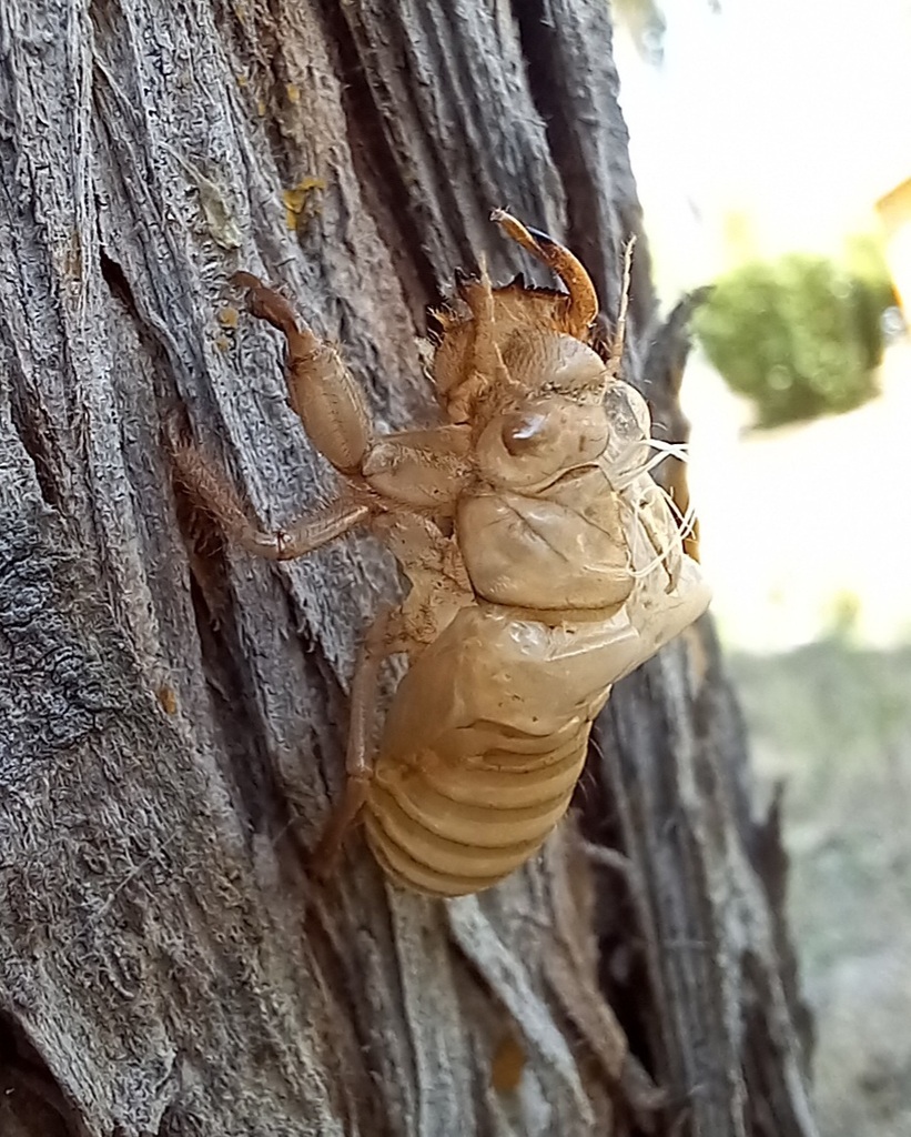 Ash Cicada from Escola Secundária José Gomes Ferreira on July 2, 2023 ...