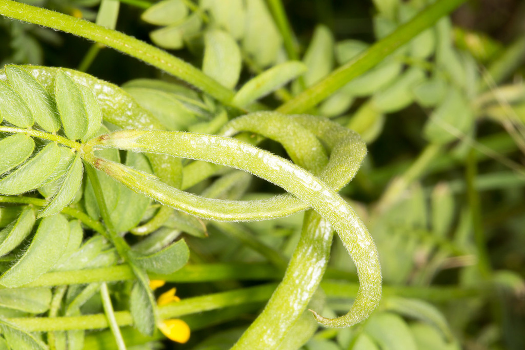 Ornithopus compressus (Flora de Valdelatas) · iNaturalist