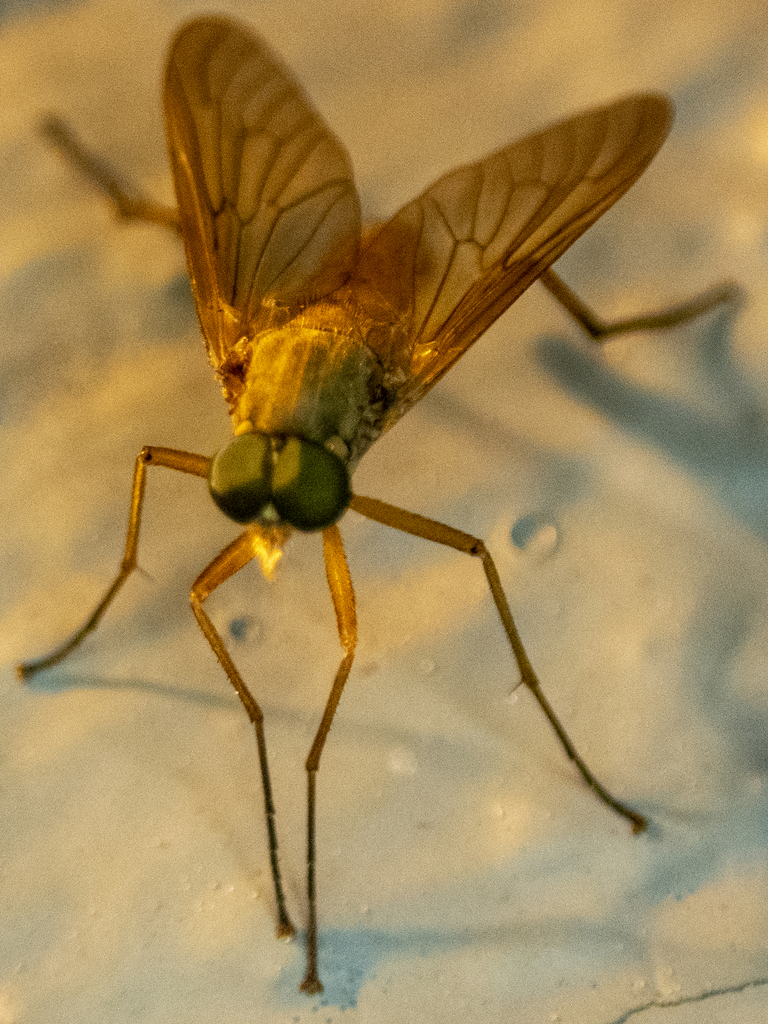 Marsh Snipe Fly from Shepard Settlement, Onondaga County, NY, USA on ...