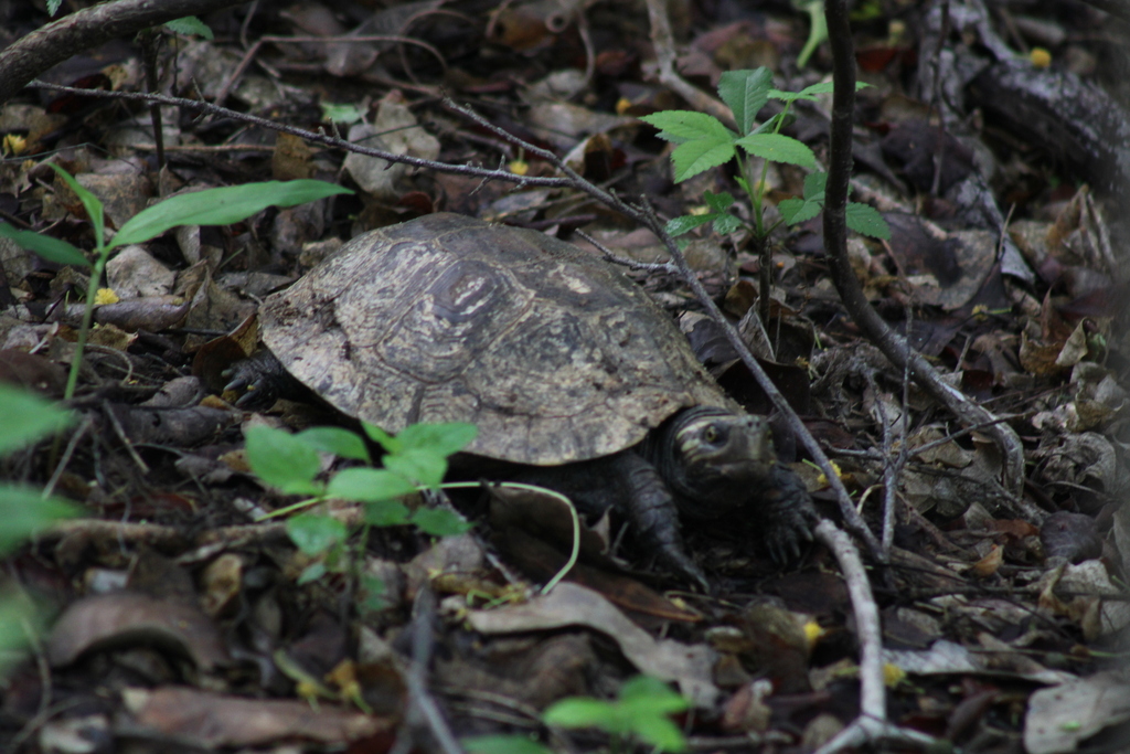 Oaxaca Wood Turtle from Santa María Huatulco, Oax., México on June 25 ...