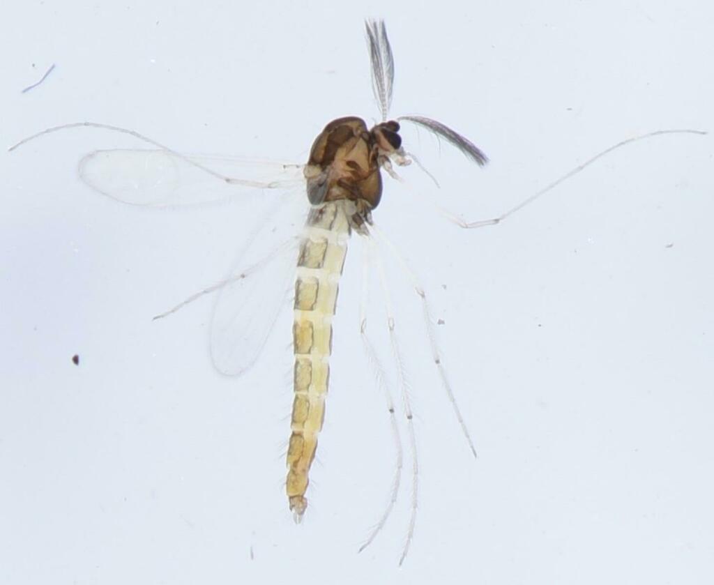 Dicrotendipes from City of Tshwane Metropolitan Municipality, South ...