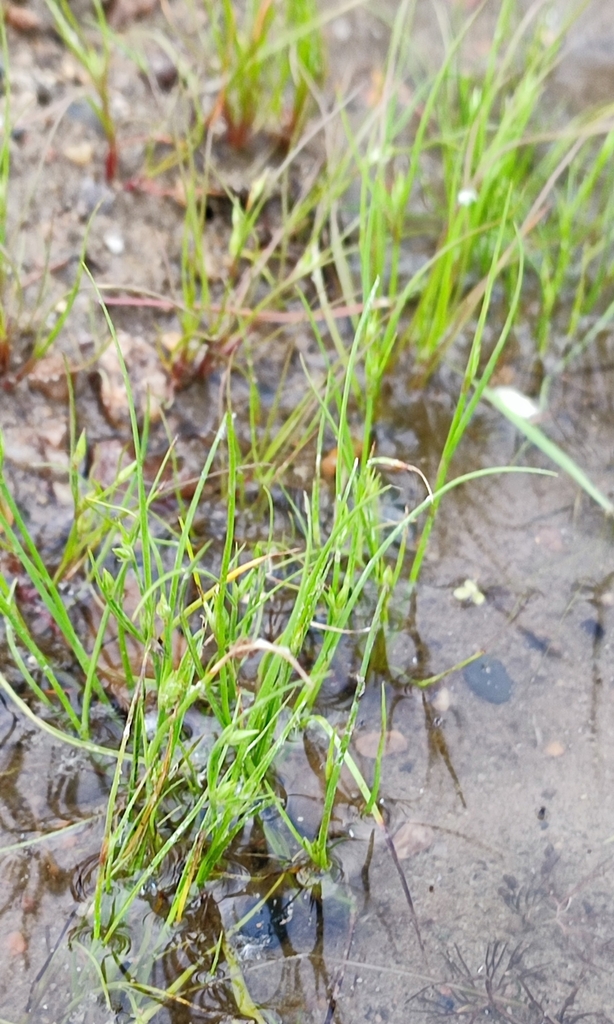 Toad rush from Респ. Бурятия, Россия, 670018 on July 1, 2023 at 06:56 PM by Andrey Efremov ...