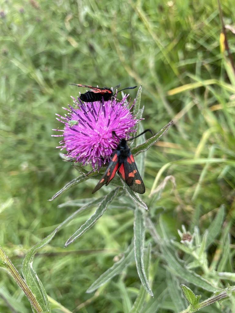 Five-spot Burnet from Cornwall AONB, Fowey, England, GB on July 2, 2023 ...