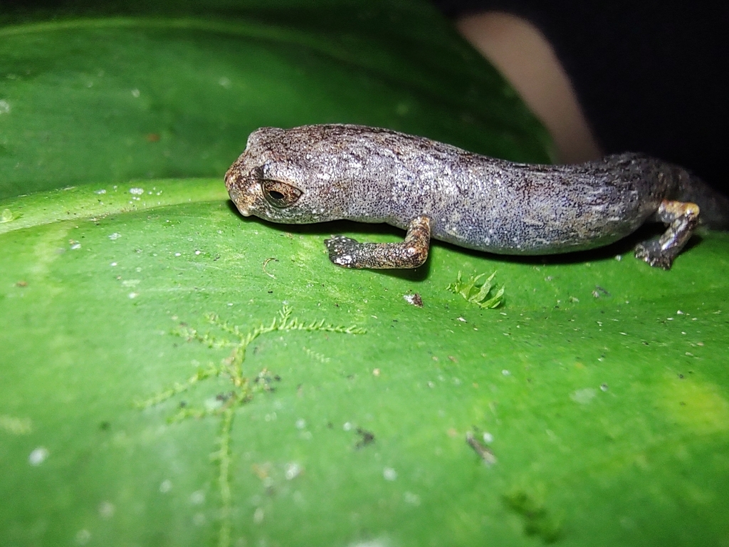 Amazon Climbing Salamander from Tingo María on May 06, 2023 at 08:17 PM ...