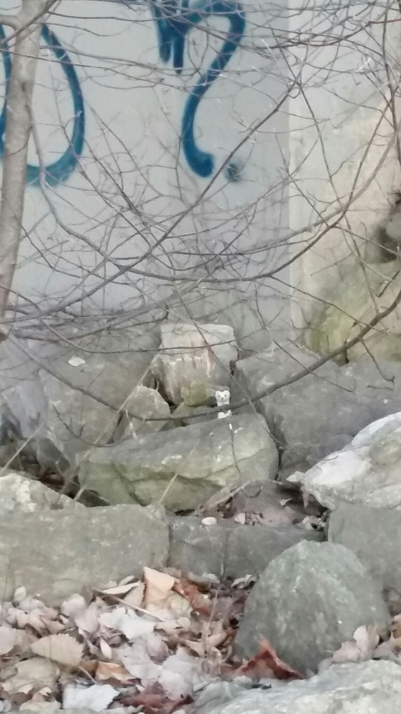 American Stoat from Middlesex, CA-ON, CA on February 02, 2016 at 07:36 ...