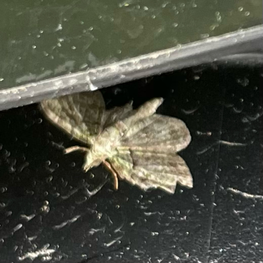 Green Pug from Peterborough on July 1, 2023 at 10:11 AM by ...