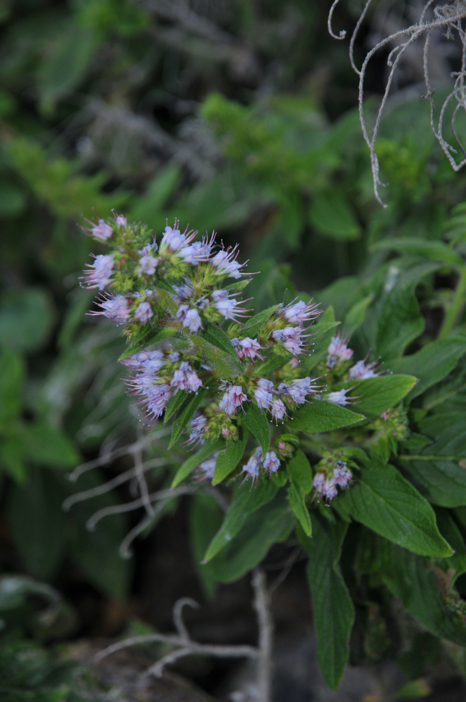 Echium strictum strictum (Tenerife Borganiales and Solanales) · iNaturalist