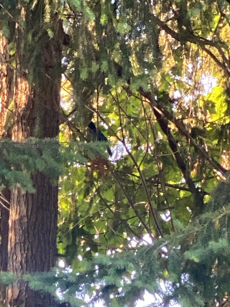 Steller's Jay in July 2023 by Tracy S. · iNaturalist