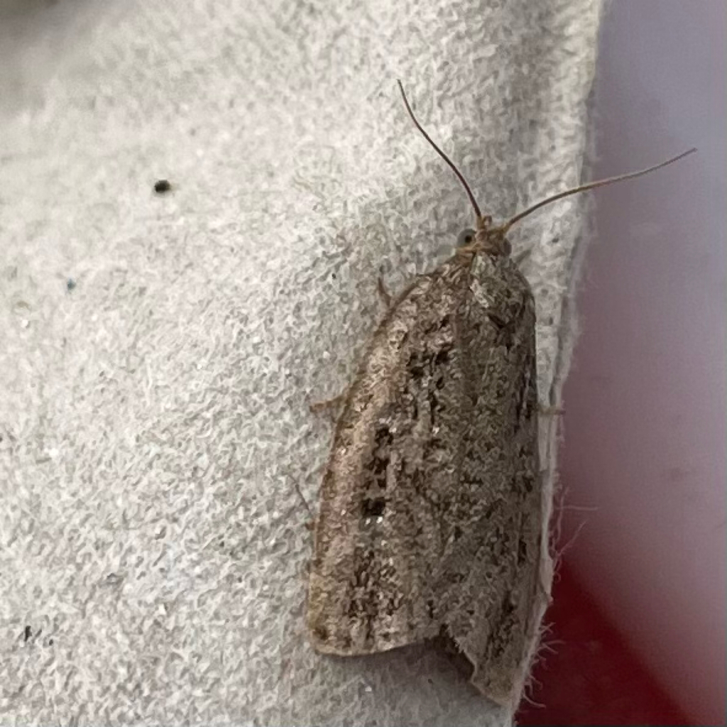 Spruce Budworm Moth from Peterborough on July 2, 2023 at 09:43 AM by ...