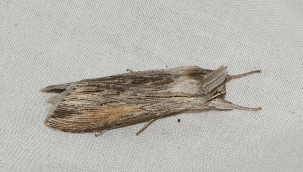 Shark Moth from Mont-Joli, QC, Canada, 1101 rue Lussier on July 2, 2023 ...