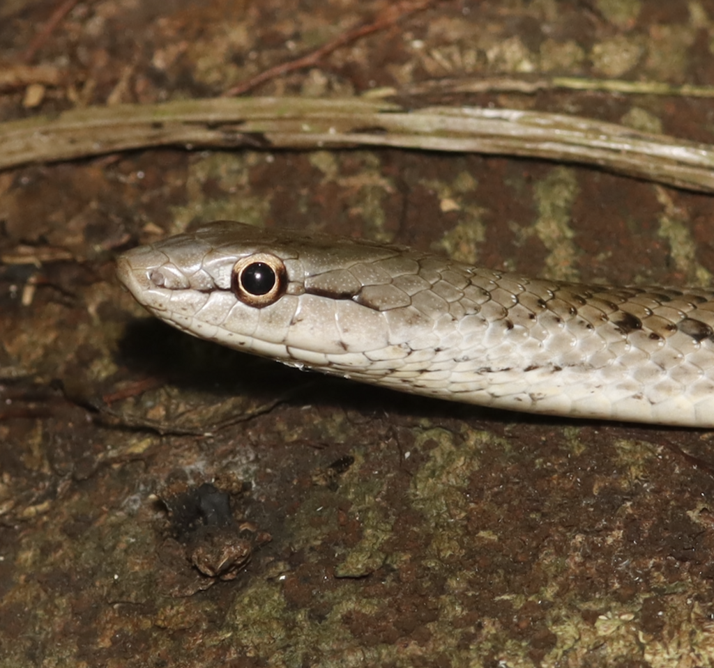 Puerto Rican Racer from Dominguito, Arecibo 00612, Puerto Rico on June ...