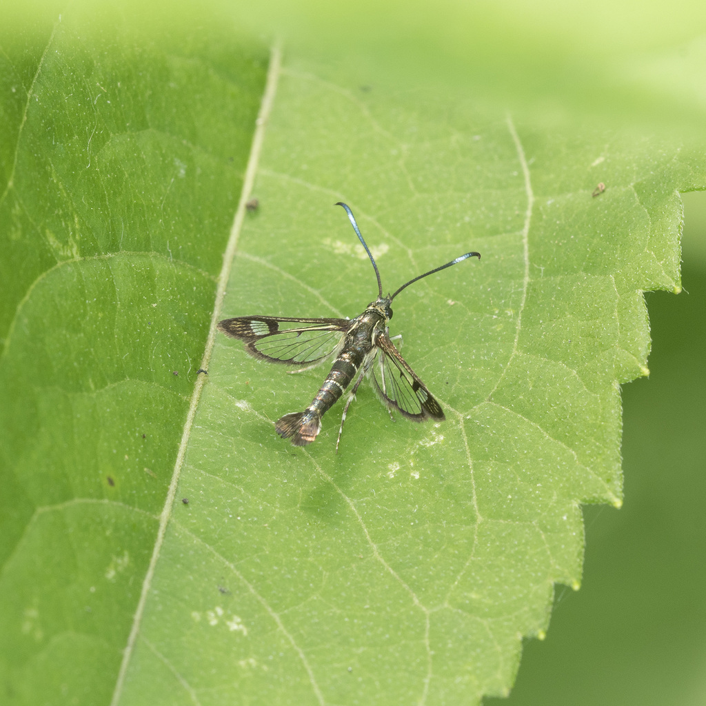 Ithaca Clearwing Moth from Montgomery County, OH, USA on June 30, 2023 ...