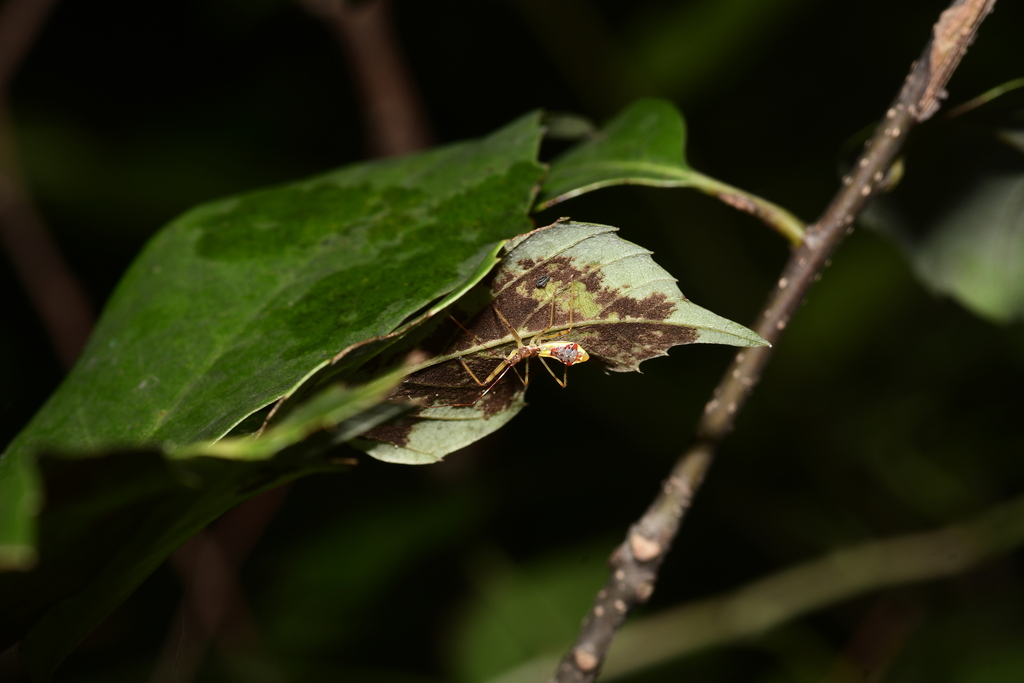 Epidaus from 中国泉州市丰泽区清源山 邮政编码: 362012 on July 2, 2023 at 08:08 PM by ...