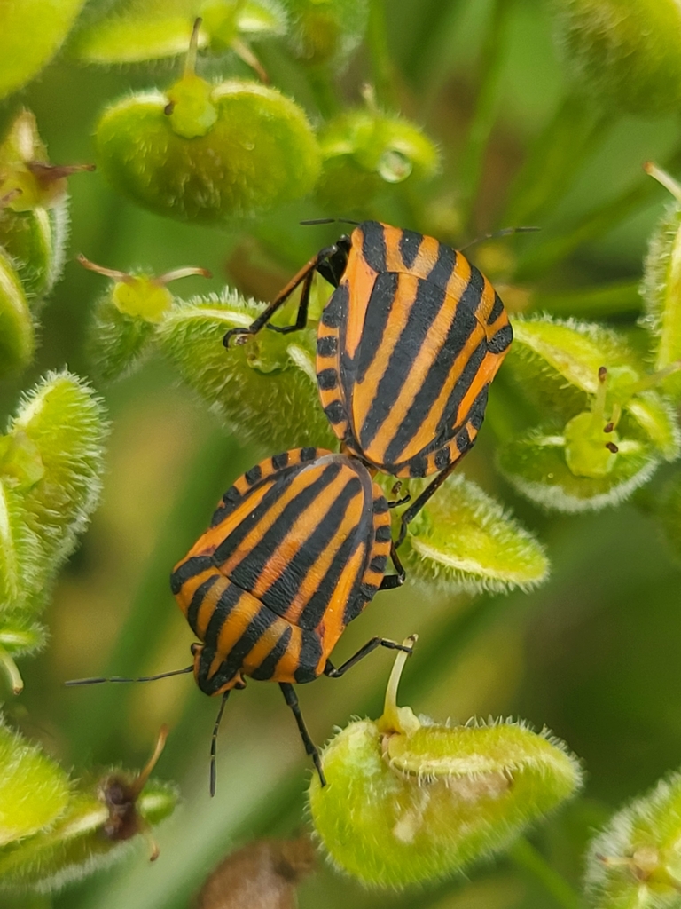 European Striped Shield Bug from 96JX+4CC, Tatev 3218, Armenien on July ...