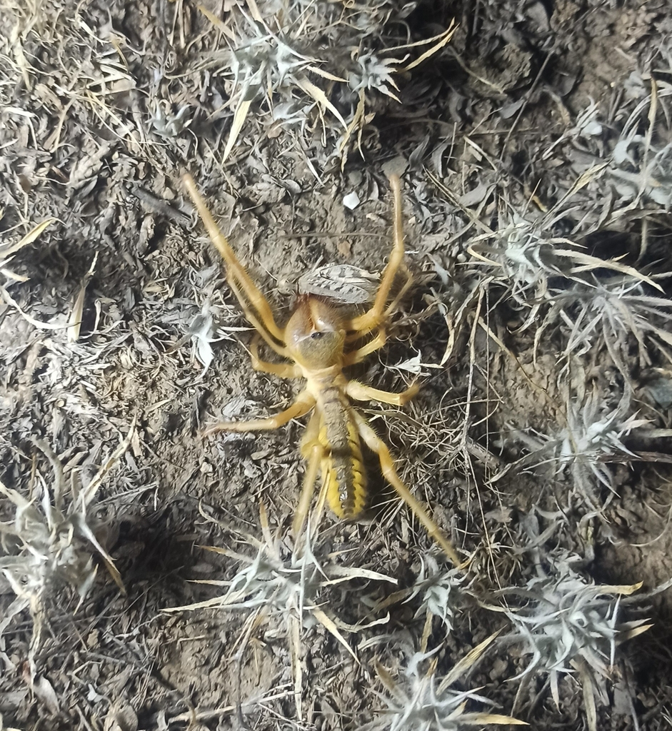 Galeodes caspius from Toktogul, Кыргызстан on July 2, 2023 at 10:00 PM ...