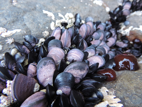 Gregariella australis · iNaturalist