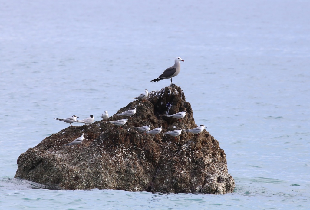 Heermann's Gull from Tehualmixtle, Jalisco, Mexico on December 31, 2015 ...