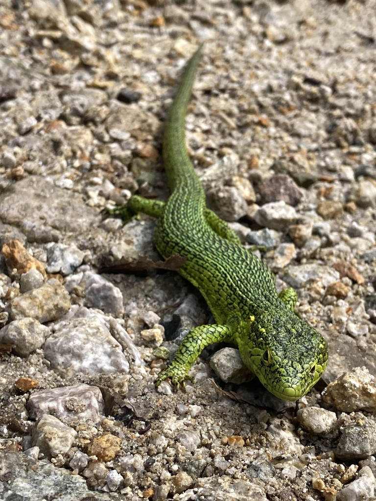 Matuda's Arboreal Alligator Lizard in June 2023 by ANDRES PAEZ ...