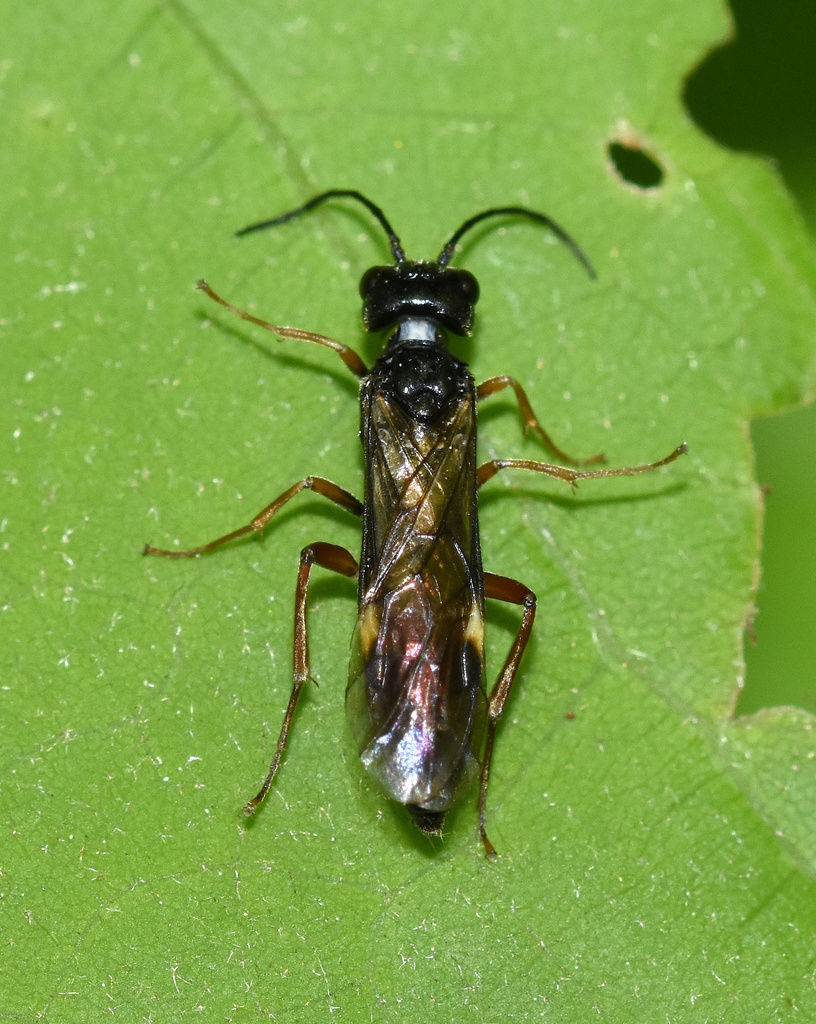 Allantus from Wrocław County, Poland on May 16, 2023 at 05:30 PM by aga ...