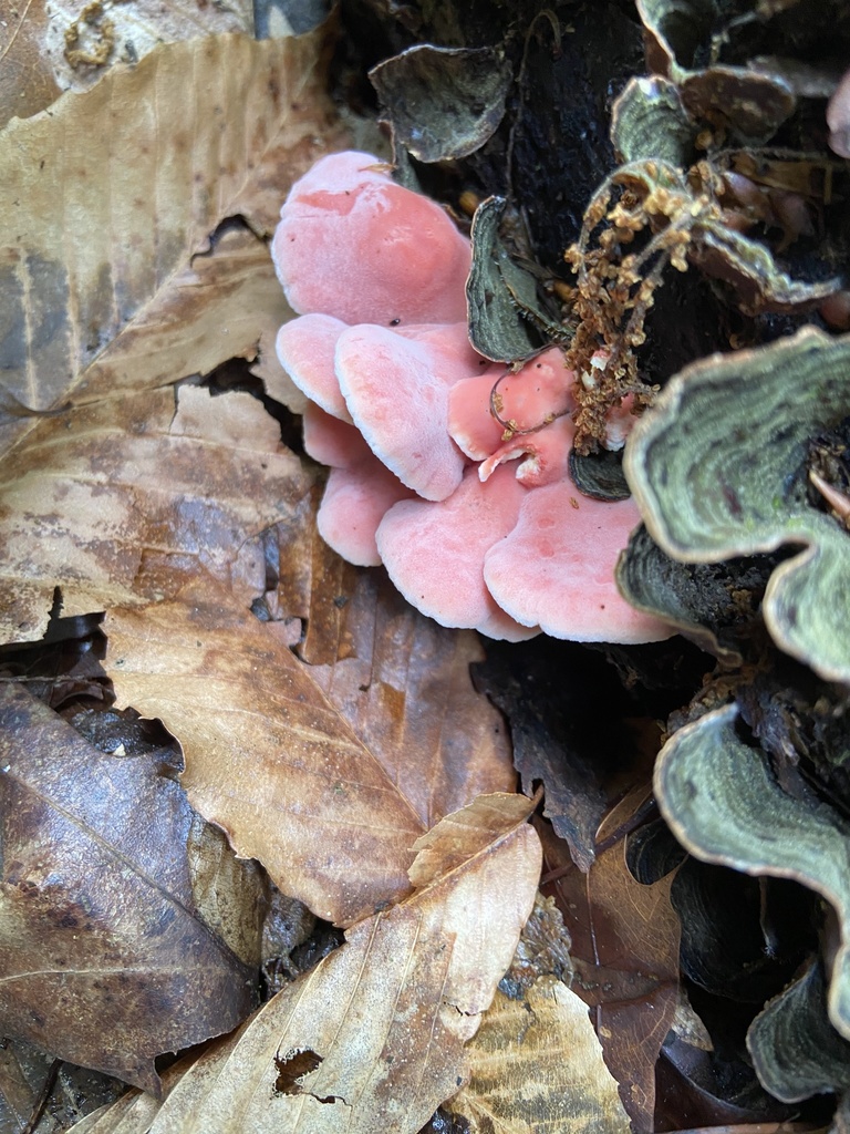 Coral-pink Merulius from Greenbelt Park, Greenbelt, MD, US on July 2 ...