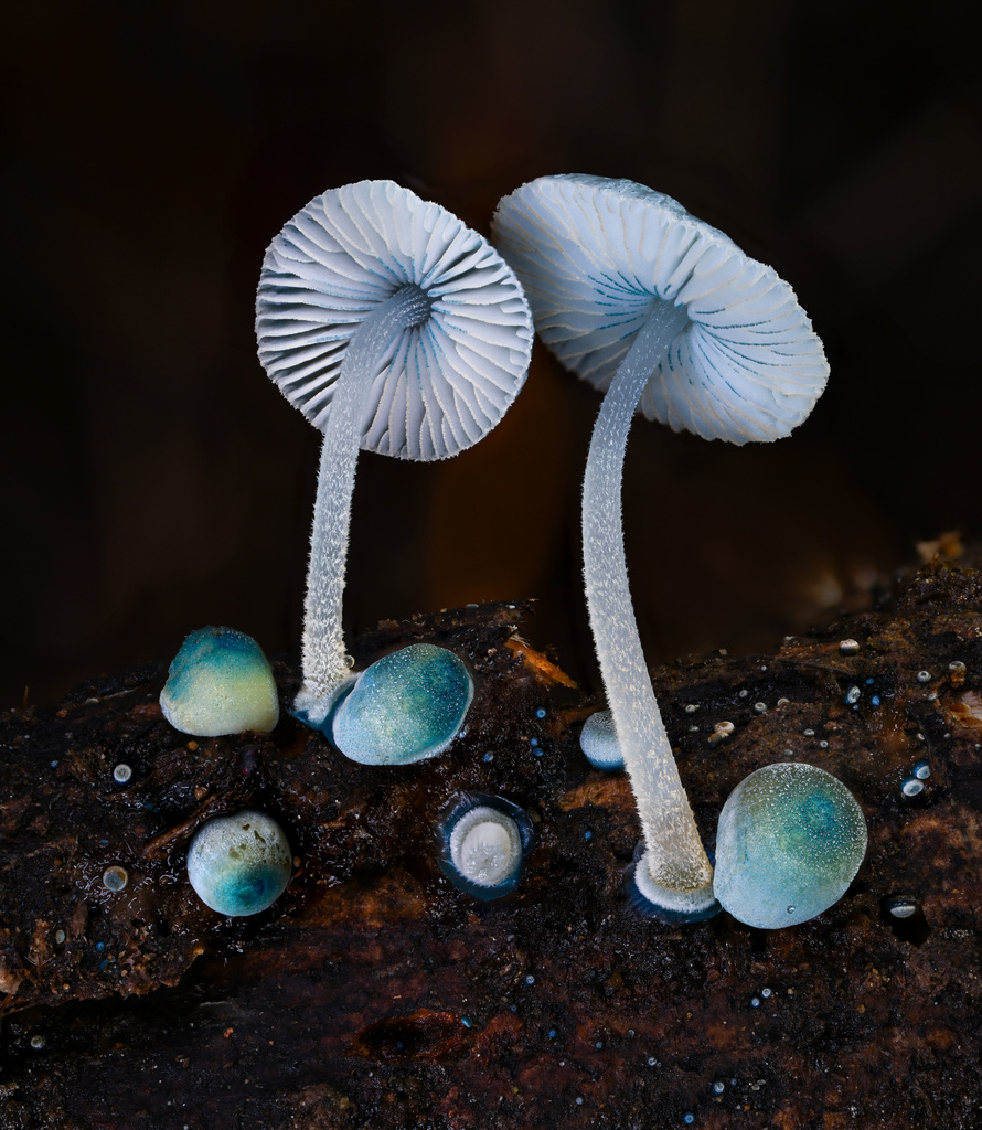 Pixie's Parasol from Riverhead, New Zealand on June 1, 2023 at 04:10 PM ...