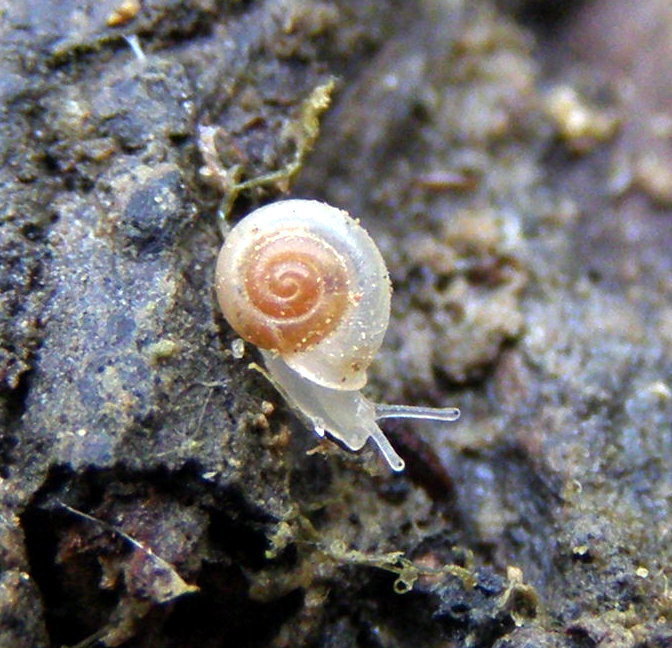 Lovely Vallonia (Molluscs of Sliacske travertiny) · BioDiversity4All