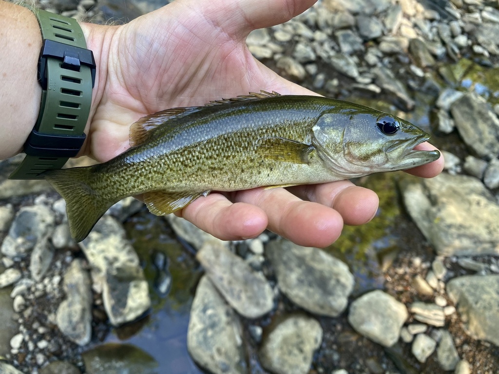 Neosho Bass (Micropterus velox) - Marine Life Identification