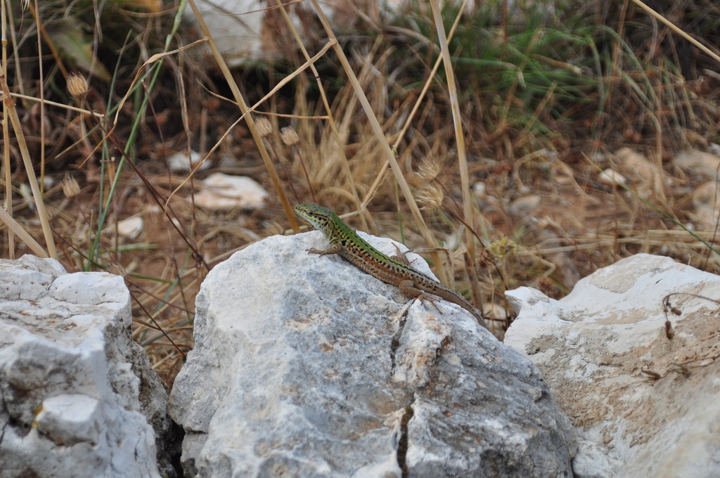Italian Wall Lizard from Općina Medulin, Chorvatsko on June 30, 2023 at ...
