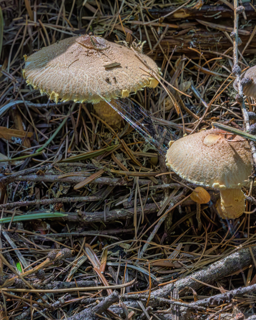 Shield Dapperling from Ravalli County, MT, USA on July 1, 2023 at 04:21 ...