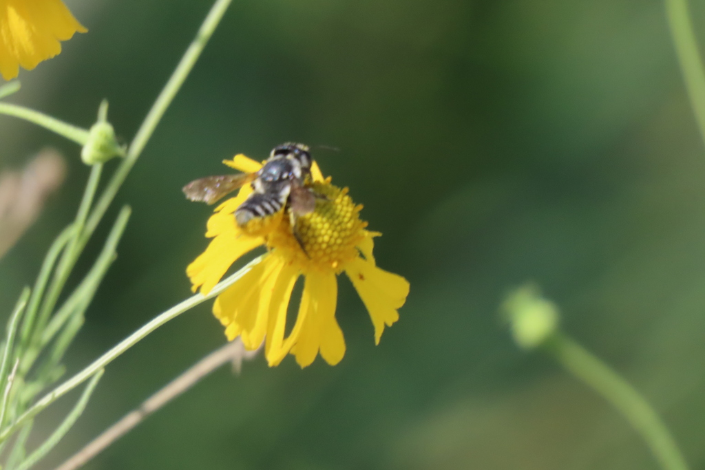 Flat-tailed Leaf-cutter Bee from Babcock-Webb WMA, Punta Gorda, FL ...