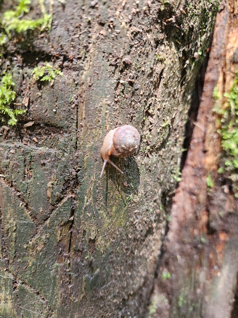 Oregon forestsnail in June 2023 by Alison Goodrich · iNaturalist