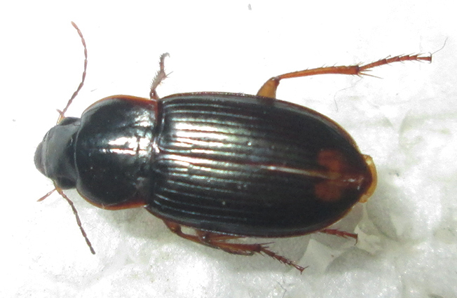 Parasiopelus Basilewsky, 1946