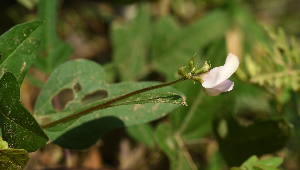trailing fuzzy-bean from Washington County, AR, USA on July 2, 2023 at ...