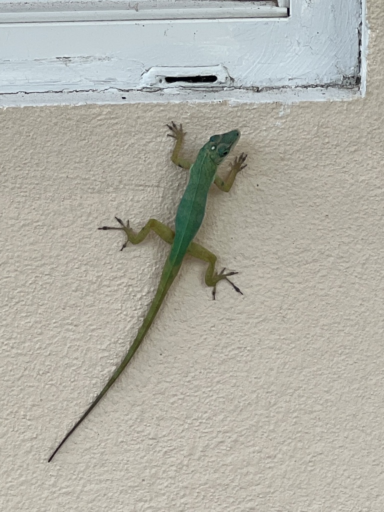 Bronze Anole from Grenada, Grenada, GD on June 10, 2023 at 01:59 PM by ...
