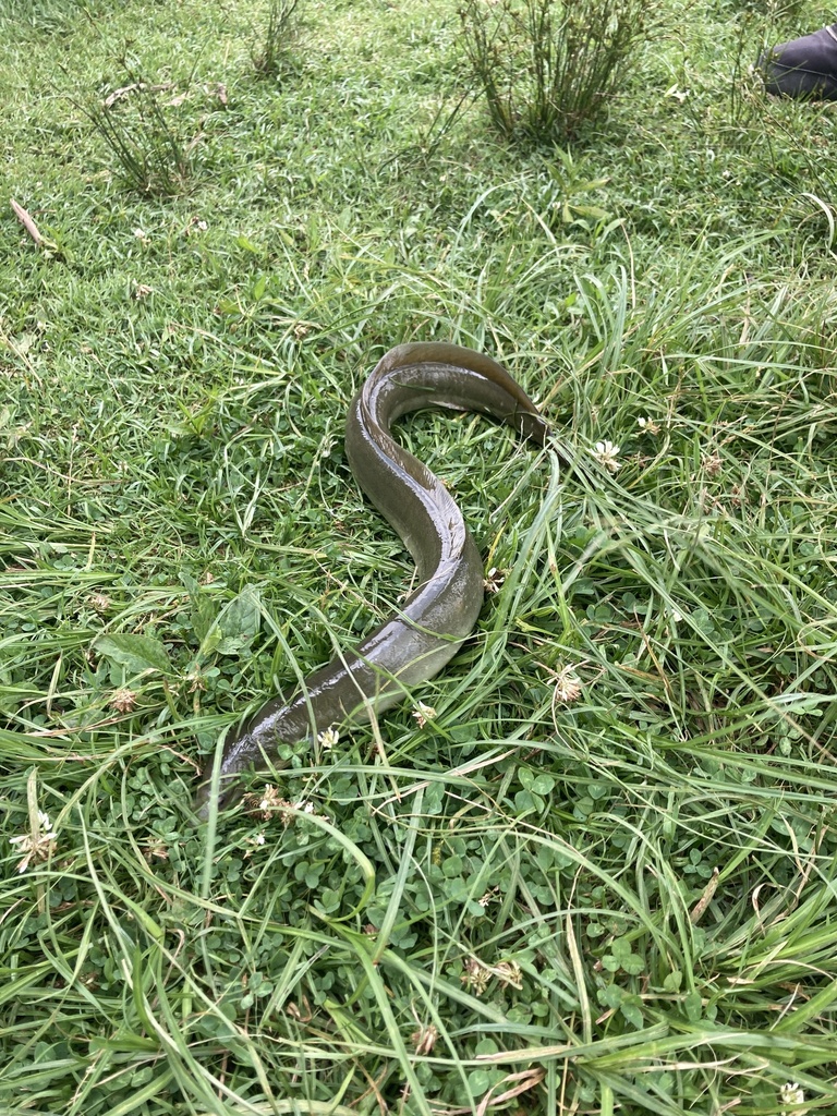 American Eel in July 2023 by Koby Kilgore. Approx 12-14inches— caught ...