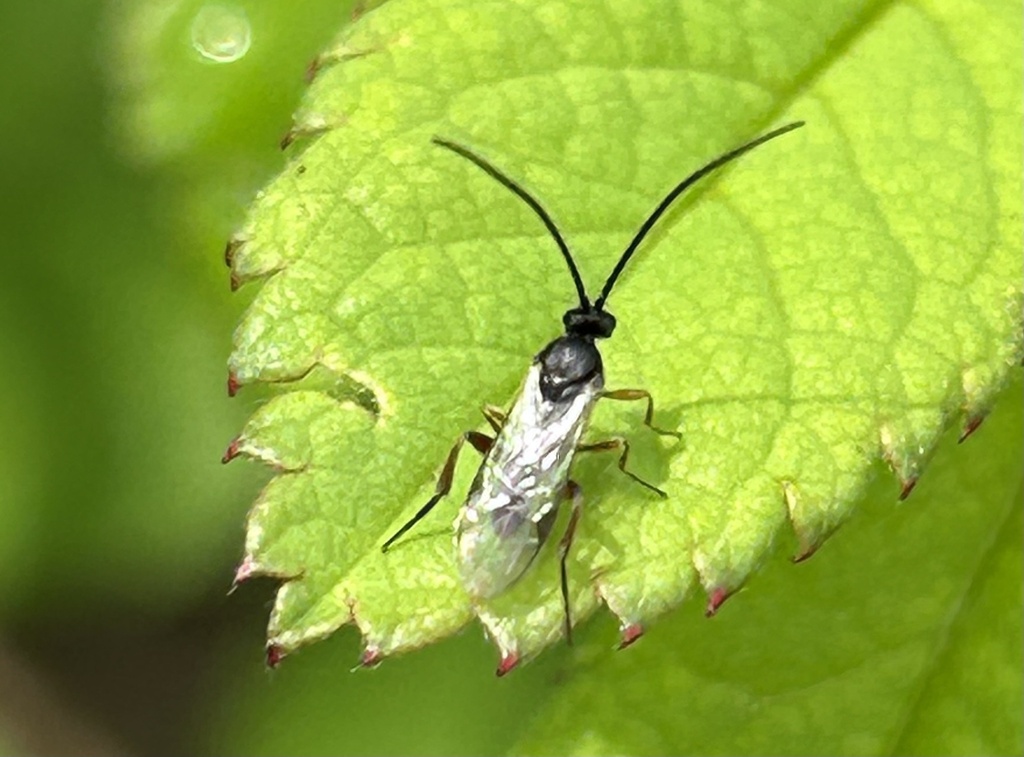 Cabbage White Parasitoid Wasp in July 2023 by Marla Coppolino · iNaturalist