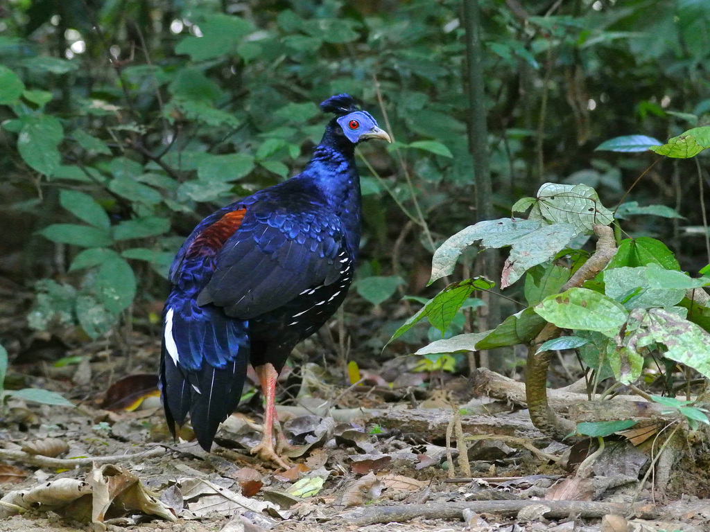 Malayan Crested Fireback in November 2017 by Cheong Weng Chun · iNaturalist
