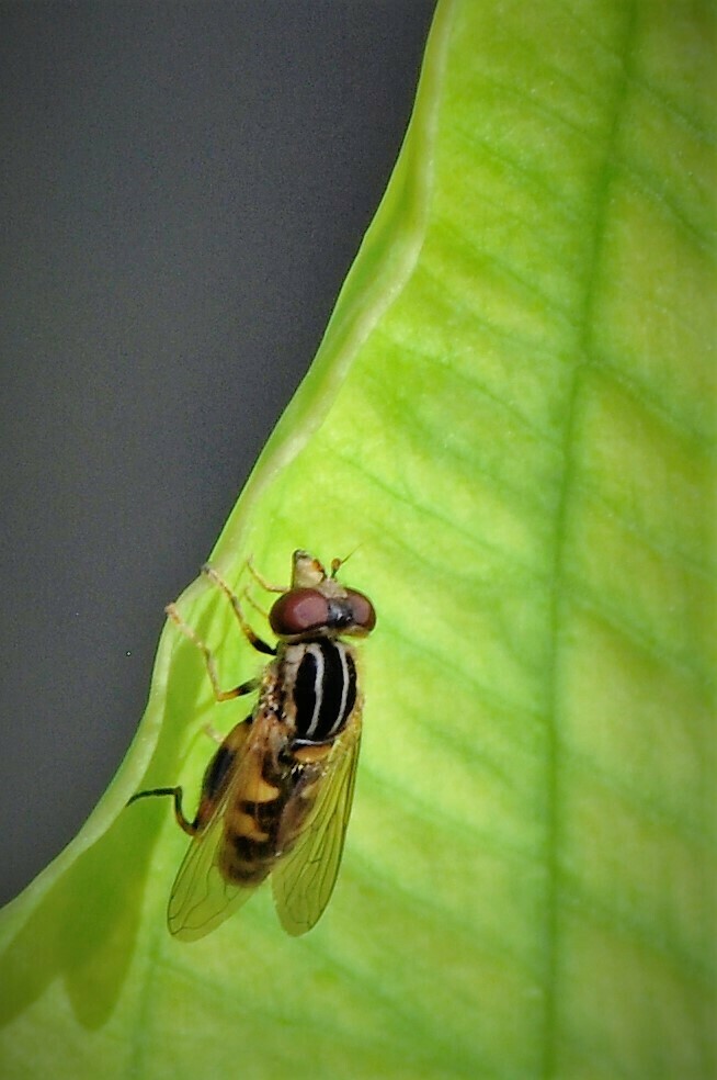 Striped Swamp Fly from Silesia Park, Chorzów, Polska on July 2, 2023 at ...