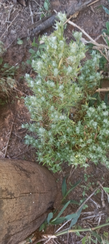 plants from Mookgophong/Modimolle, South Africa on July 2, 2023 at 03: ...