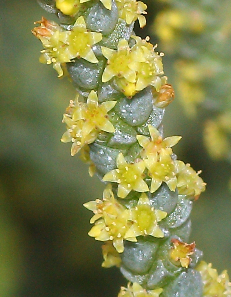 lizard's-tail (Biodiversity of Fairy Glen Private Nature Reserve ...
