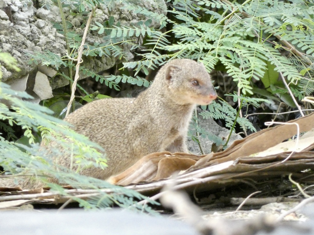 Small Indian Mongoose from Barbados, Barbados, BB on January 30, 2023 ...