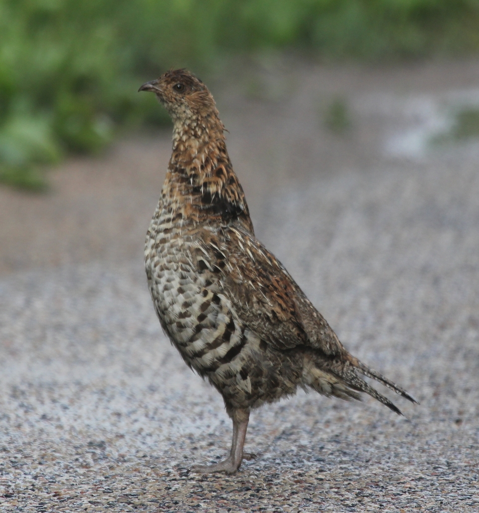 Ruffed Grouse from Juneau County, WI, USA on June 25, 2023 at 06:08 PM ...
