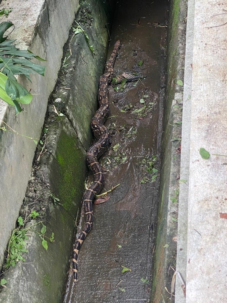 Mazacuata en junio 2023 por ldgc · Naturalista Costa Rica