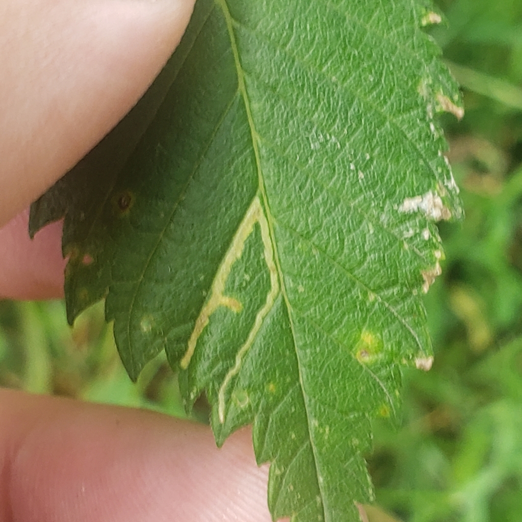 Elm Agromyzid Leafminer from Guilford Township, OH, USA on July 2, 2023 ...