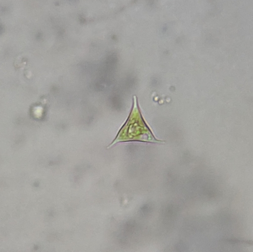 Goniochloris tripus · iNaturalist