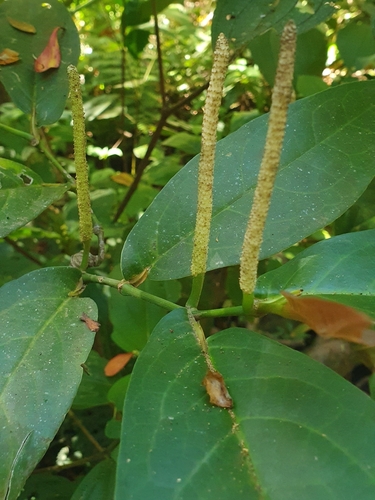 tree pepper (Piper arboreum) · iNaturalist United Kingdom