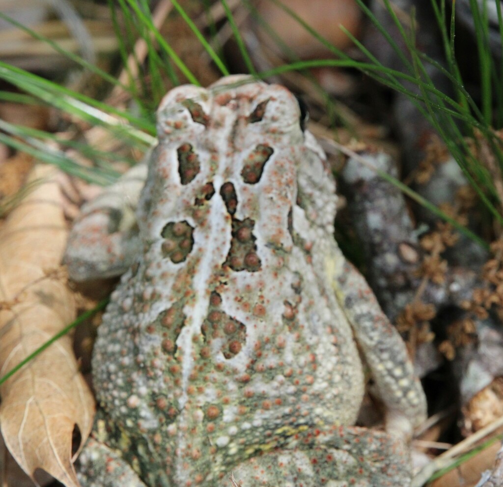 Fowler's Toad from Provincetown, MA, USA on June 12, 2023 at 11:51 AM ...