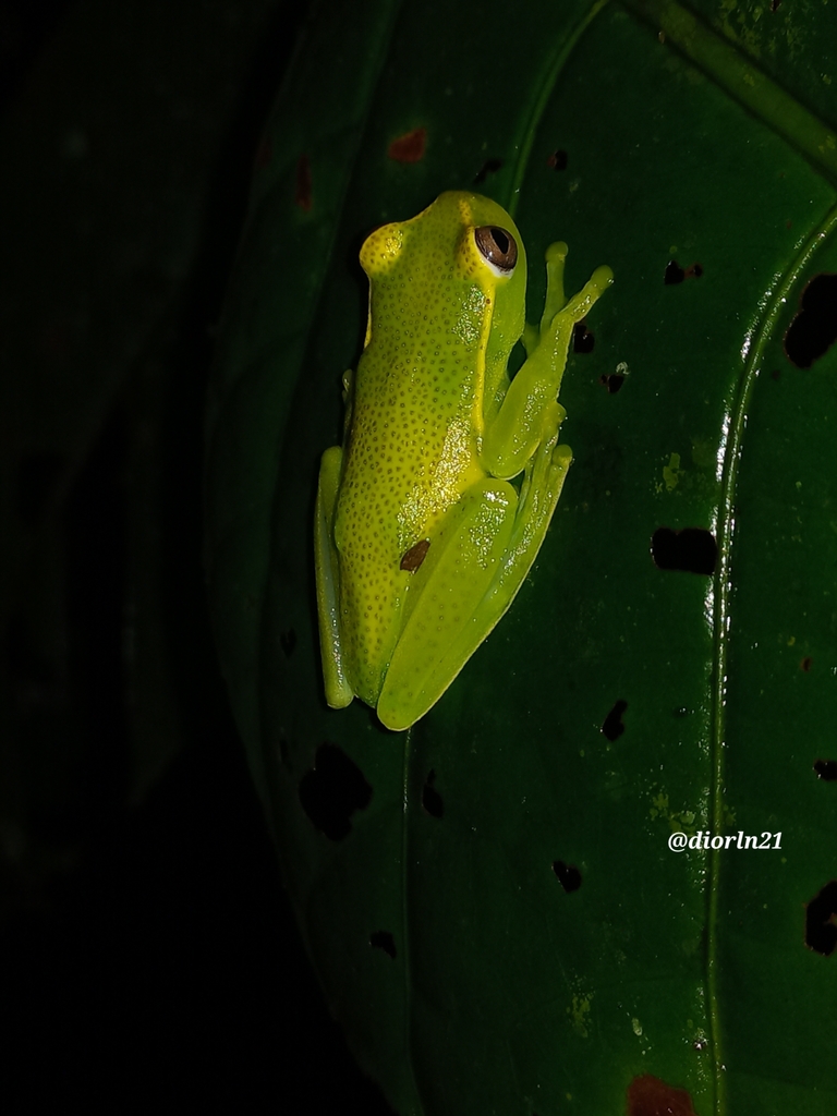 La Loma Tree Frog in February 2023 by diorlin · iNaturalist