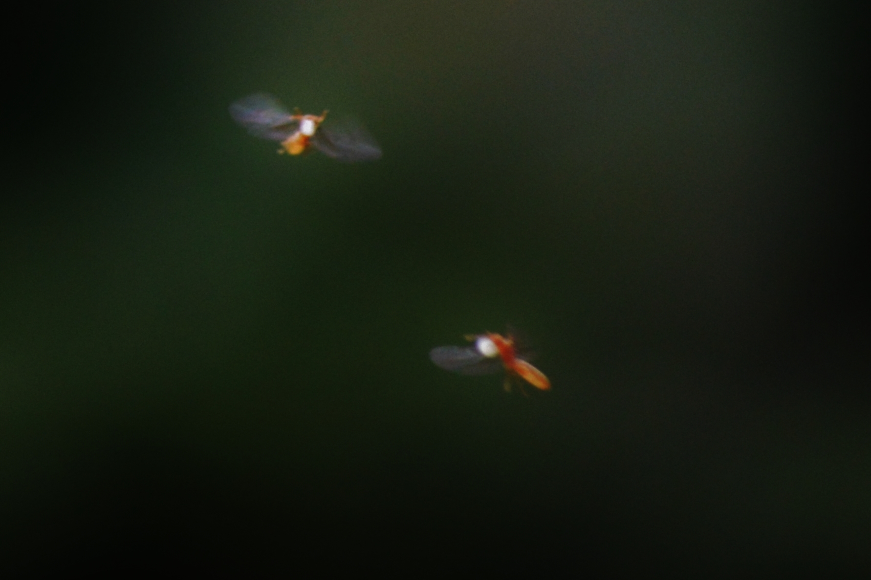 Acropyga Roger, 1862